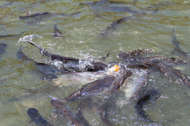 Many iridescent shark stock image. Image of life, outdoor - 31502839