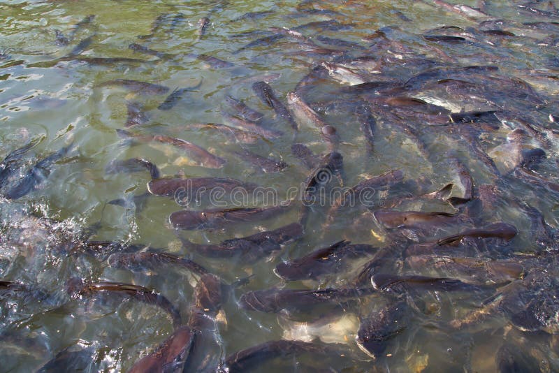 Many Iridescent Shark, Pangasius Fishs Stock Image - Image of hungry ...