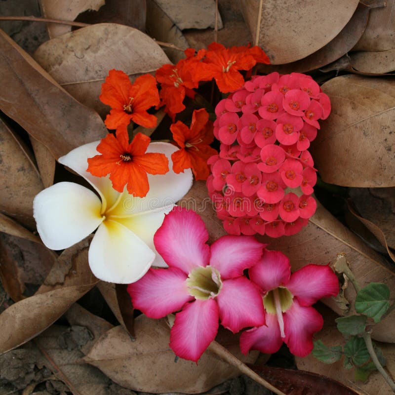 Many kind of flowers stock image. Image of group, frame - 86905917