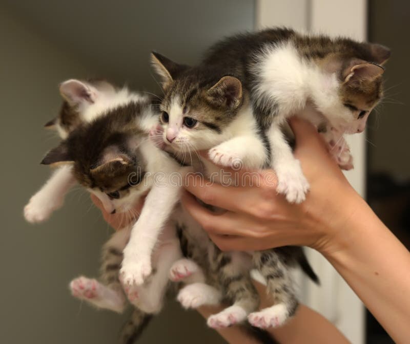 Many Kittens. Beautiful Fluffy 3 Kittens Lay on White Blanket Against a ...