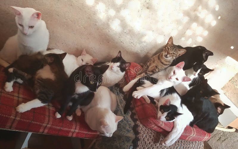 Many Kittens Resting Together. Stock Photo - Image of animal, pets ...