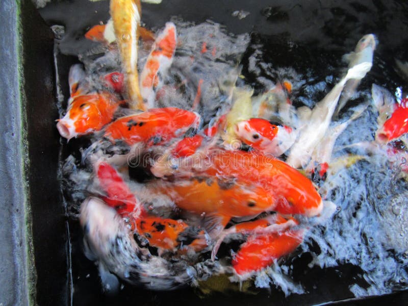 Many Koi Fish so Colourfull Stock Image - Image of bird, aquarium ...