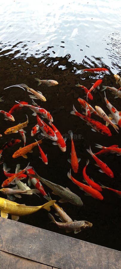 Many Koi Fish in the Pool Water Stock Image - Image of water, pool ...