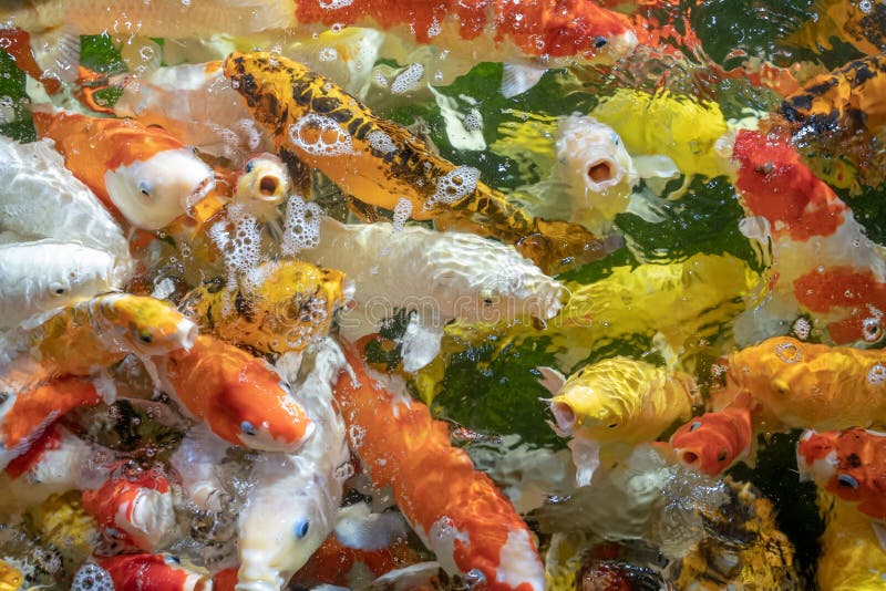 Many Koi Fish Swim in the Pond.shallow Focus Effect Stock Image - Image ...