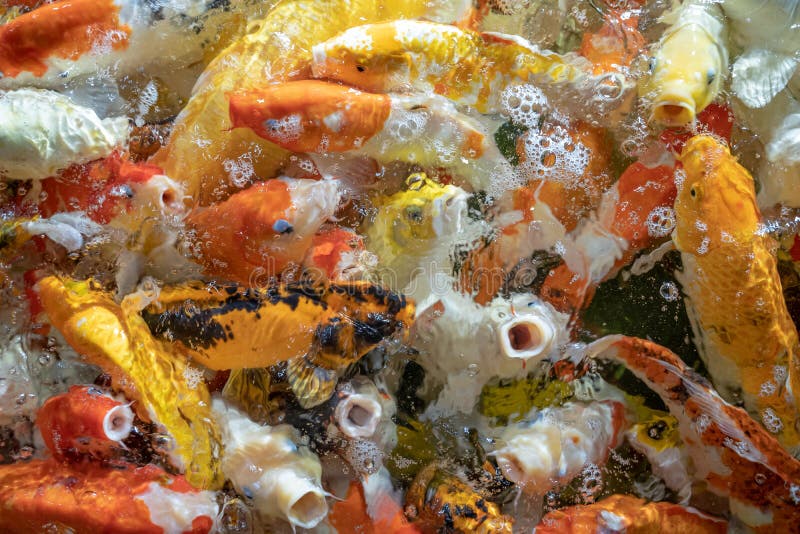 Many Koi Fish Swim in the Pond.shallow Focus Effect Stock Photo - Image ...