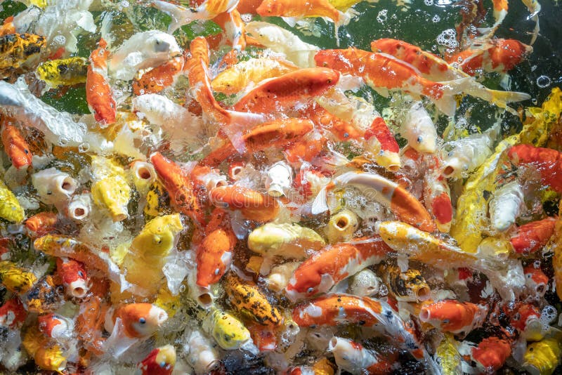 Many Koi Fish Swim in the Pond.shallow Focus Effect Stock Photo - Image ...