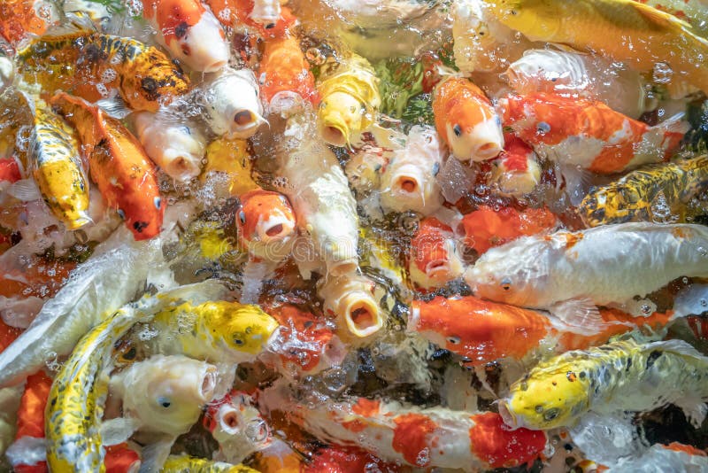 Many Koi Fish Swim in the Pond.shallow Focus Effect Stock Image - Image ...