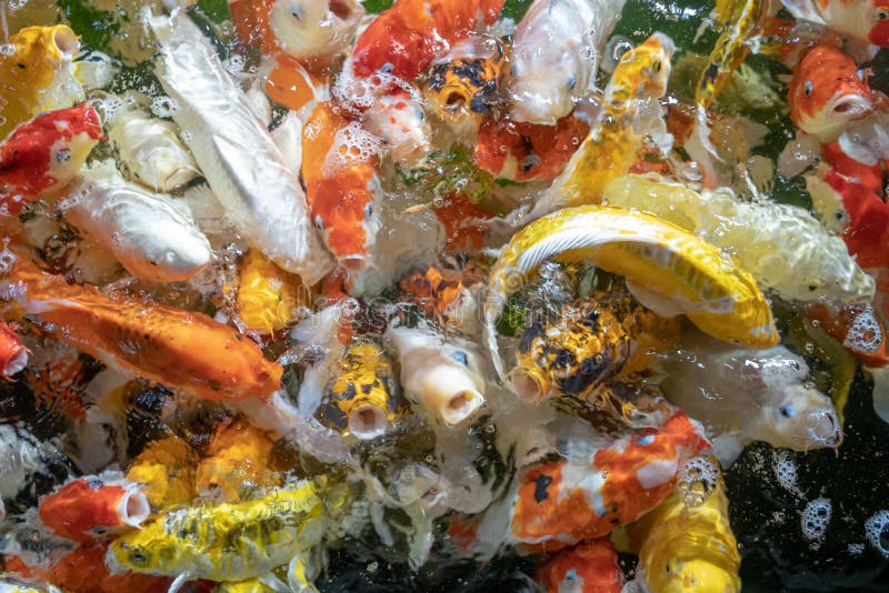 Many Koi Fish Swim in the Pond.shallow Focus Effect Stock Image - Image ...