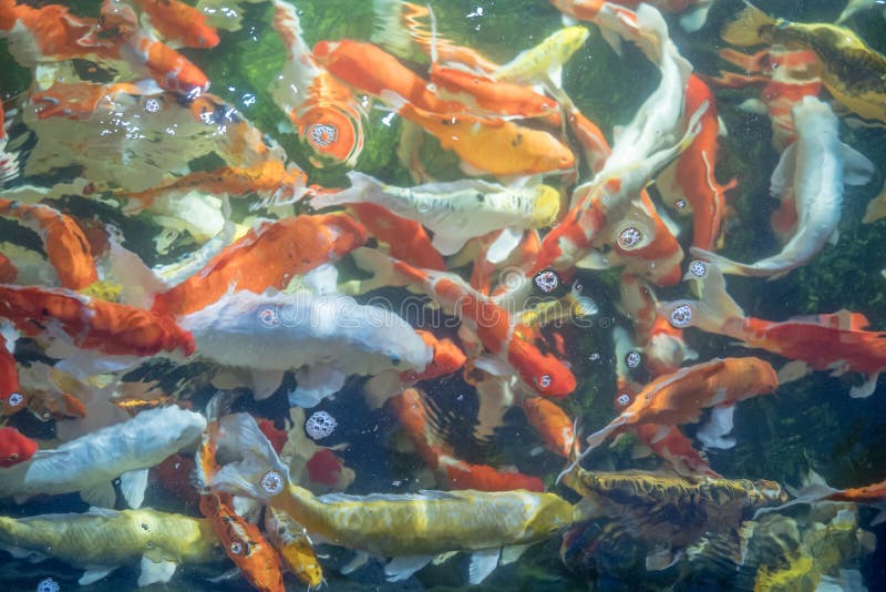Many Koi Fish Swim in the Pond.shallow Focus Effect Stock Photo - Image ...