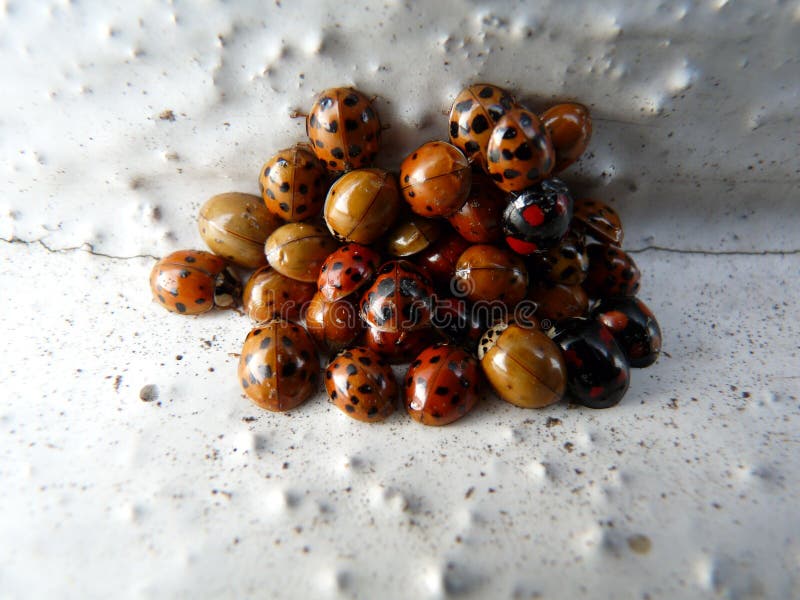 Hibernating Ladybugs on an Oak Tree Stock Image - Image of millions ...