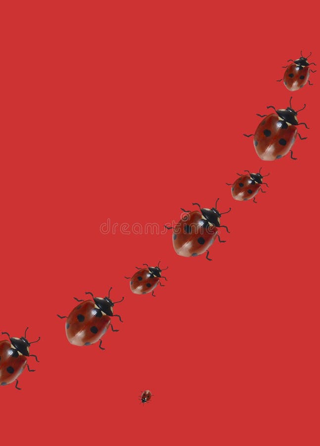 Many ladybugs on a red. stock image. Image of ladybird - 15768515