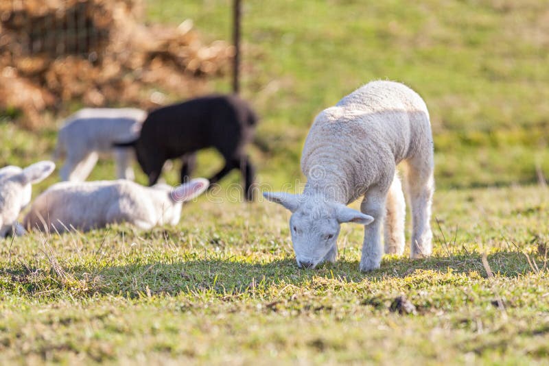 Many Sheep stock photo. Image of animals, offspring, color - 38829848