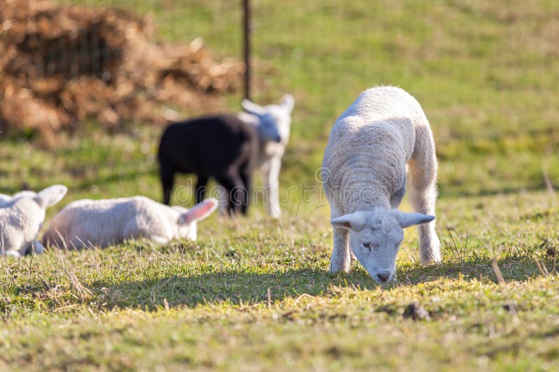 Many Sheep stock photo. Image of animals, offspring, color - 38829848