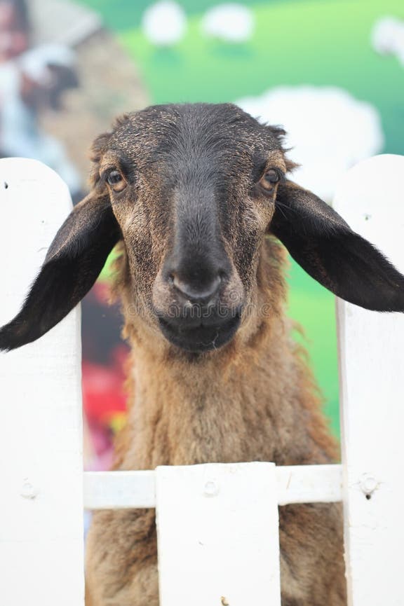 Many lambs on the farm. stock photo. Image of rural, merino - 52994110