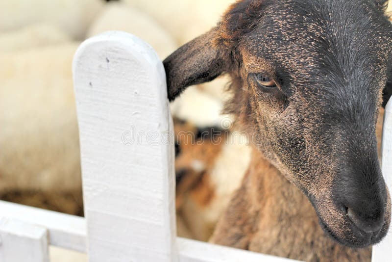Many lambs on the farm. stock image. Image of eating - 52994187