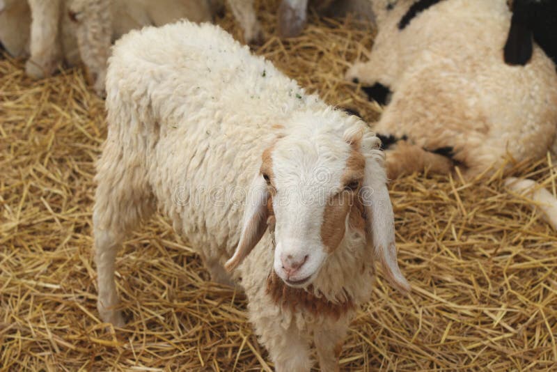 Many lambs on the farm. stock photo. Image of rural, interest - 52994366