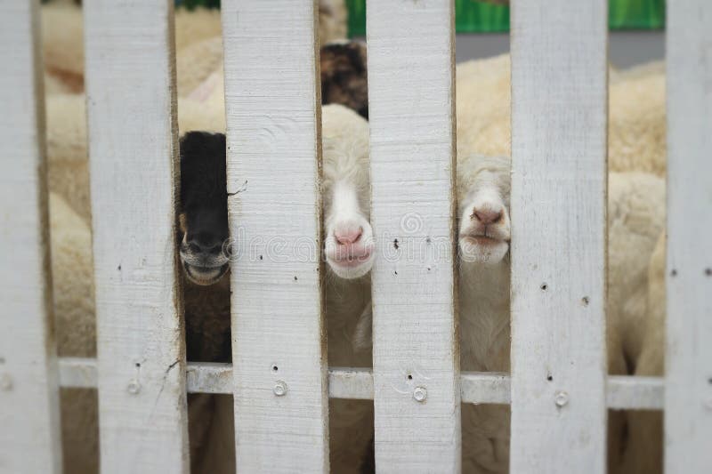 Many lambs on the farm. stock image. Image of beautiful - 52997073