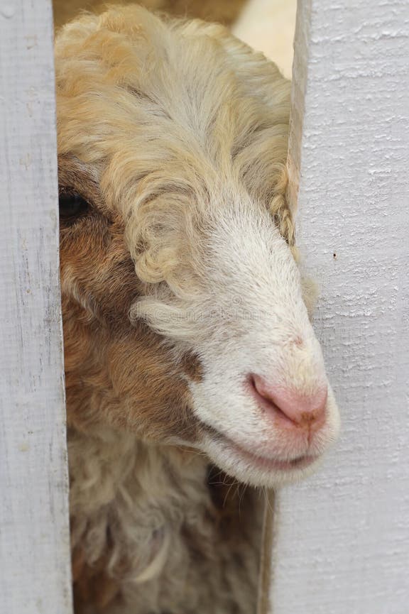 Many lambs on the farm. stock photo. Image of countryside - 53014988