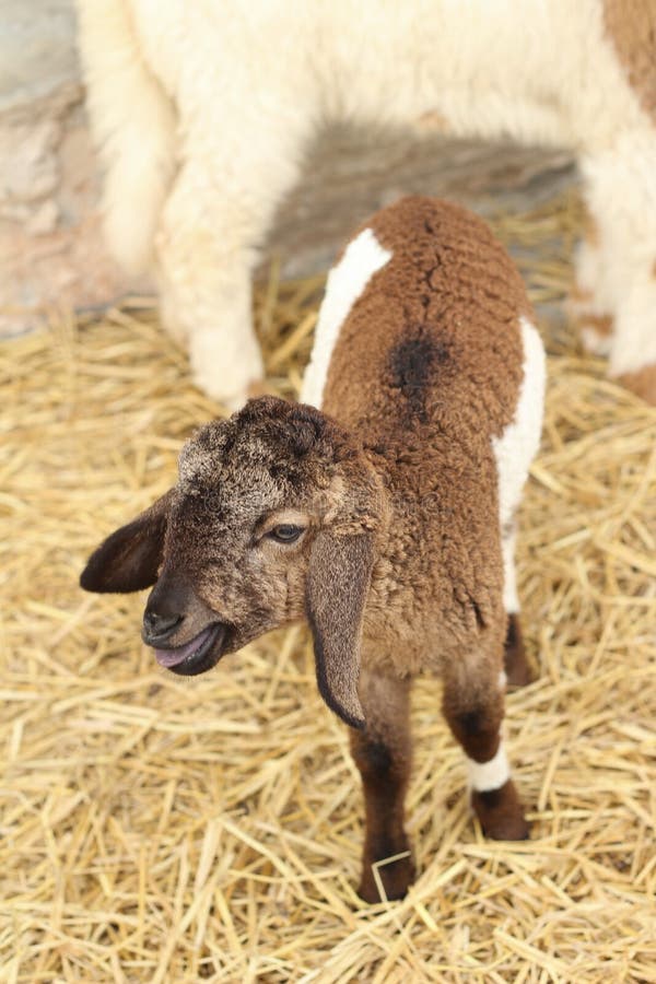 Many lambs on the farm. stock photo. Image of farm, face - 53015130