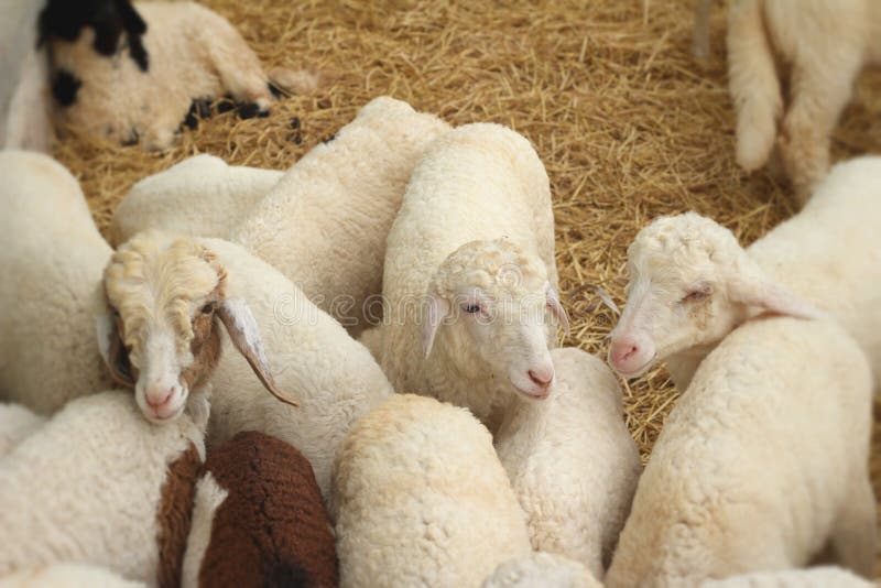 Many lambs on the farm. stock image. Image of mammal - 53015263