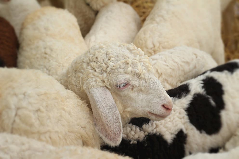 Many lambs on the farm. stock photo. Image of countryside - 53015308