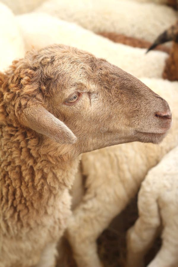 Many lambs on the farm. stock photo. Image of rural, look - 53015364