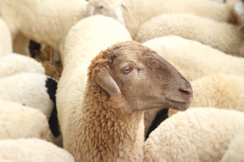 Many lambs on the farm. stock image. Image of defiant - 53015429