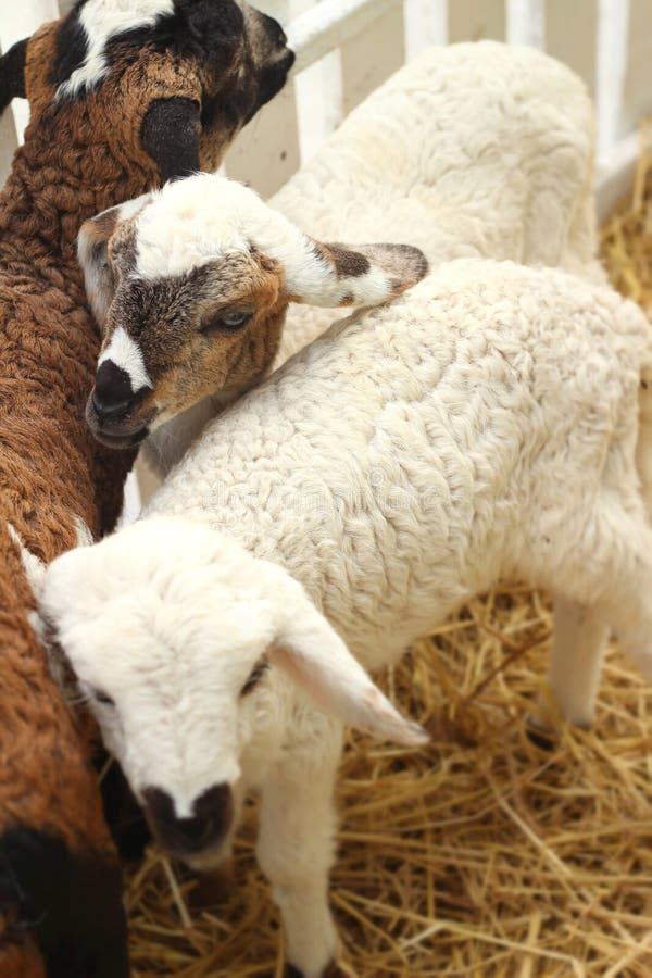 Many lambs on the farm. stock image. Image of interest - 53022239