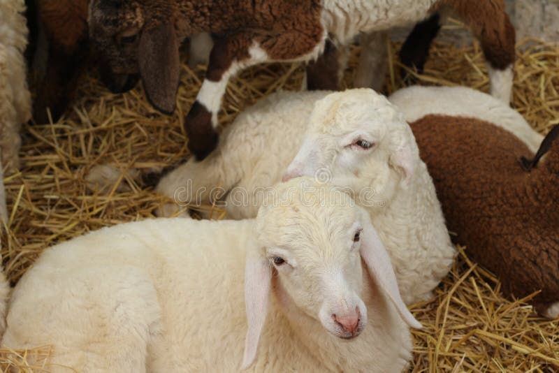 Many lambs on the farm. stock photo. Image of defiant - 53022298