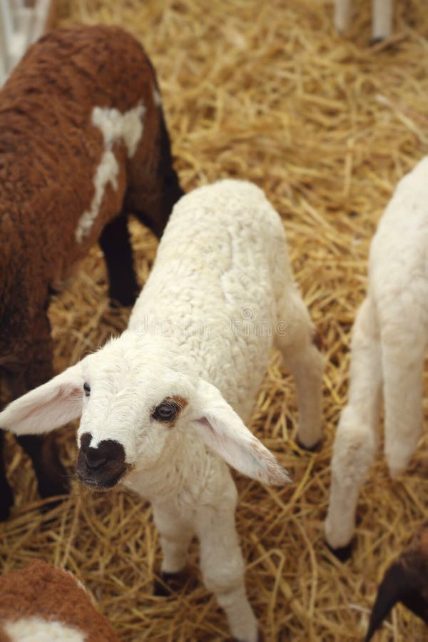 Many lambs on the farm. stock image. Image of lambs, maternal - 53260485