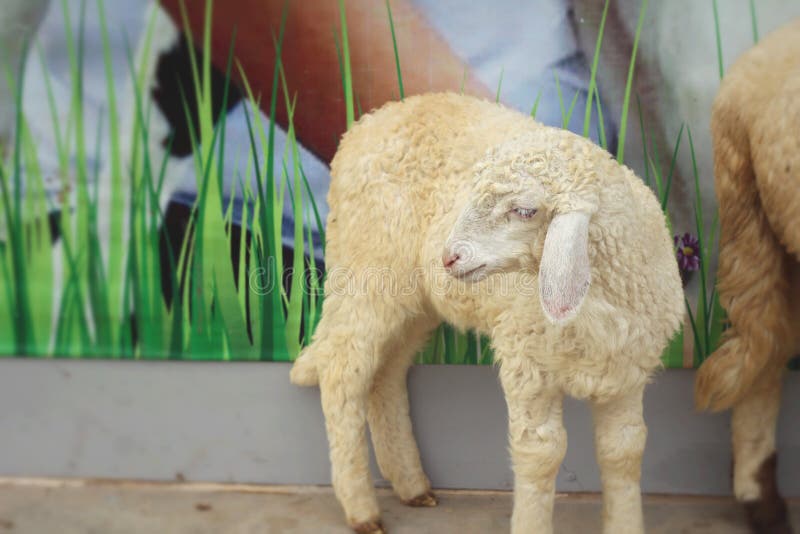 Many lambs on the farm. stock photo. Image of interest - 53262158