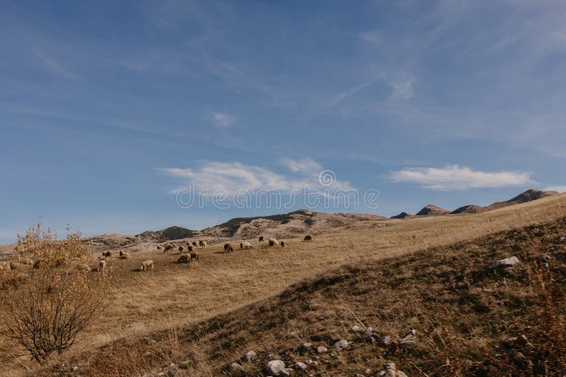 Many lambs in the meadow stock photo. Image of grass - 139016838