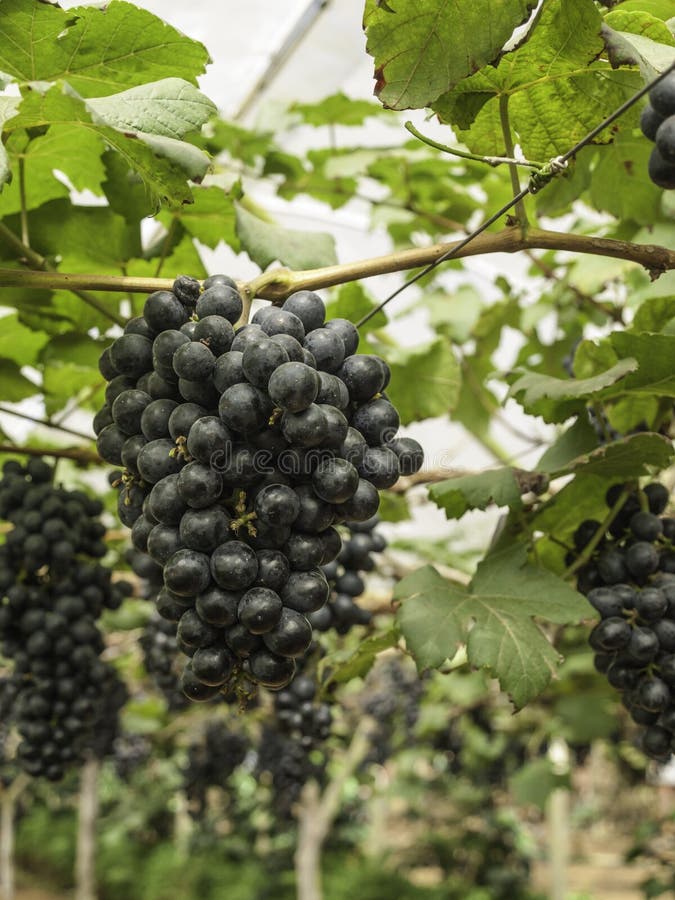 Many Large Bunches of Grapes at Vineyard Stock Photo - Image of black ...