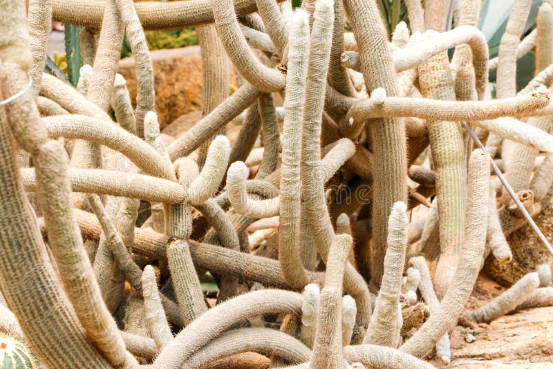 Many Large Cactus in the Garden Stock Image - Image of colorful, sand ...