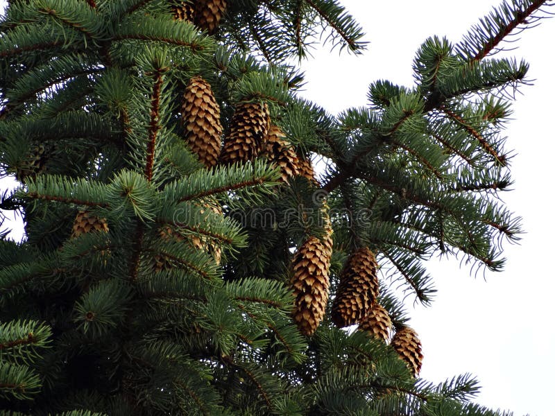 Clusters of fir cones stock photo. Image of nature, needle - 106047644