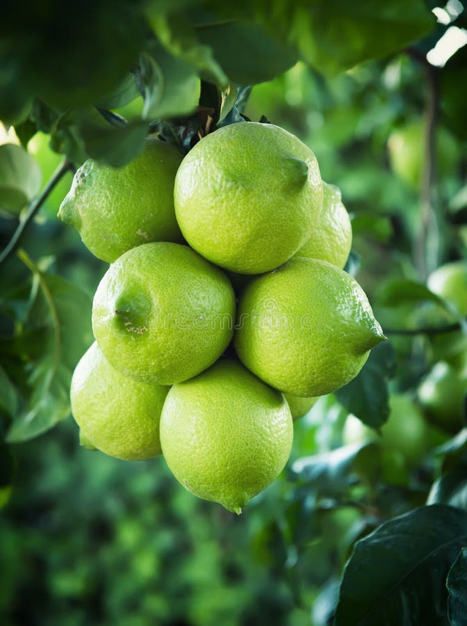 Many large Green lemons stock photo. Image of nature - 74600796