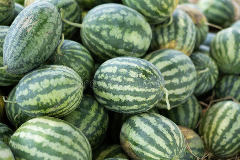 Many Large Green Sweet Melons Stock Image - Image of agriculture, green ...
