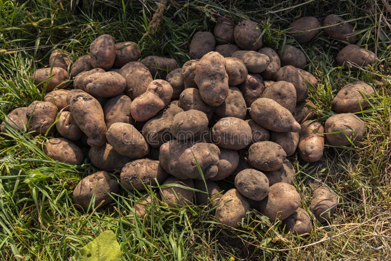 Many large potatoes stock image. Image of group, potato - 246866463