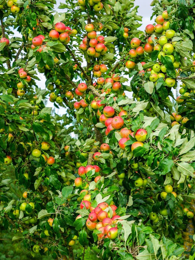 Many Large Red Ripe Apples on an Apple Tree Branches Stock Image ...