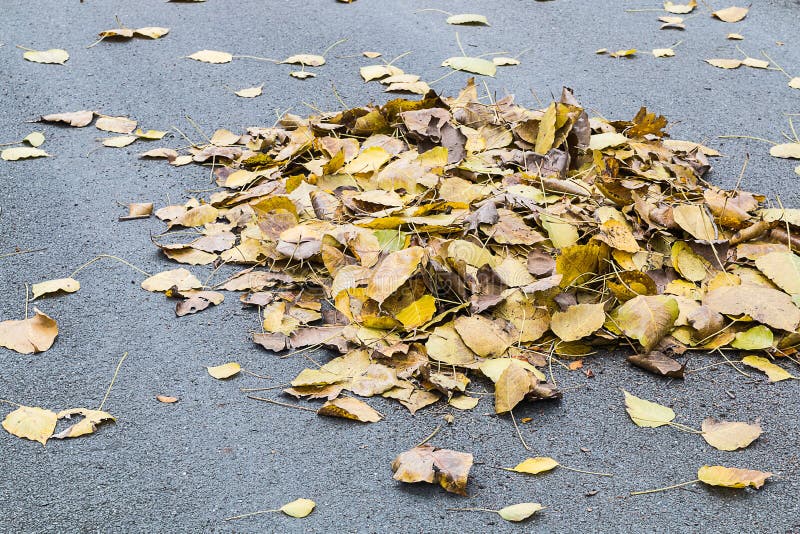 Many leaf on floor stock image. Image of leaf, trash - 92635377