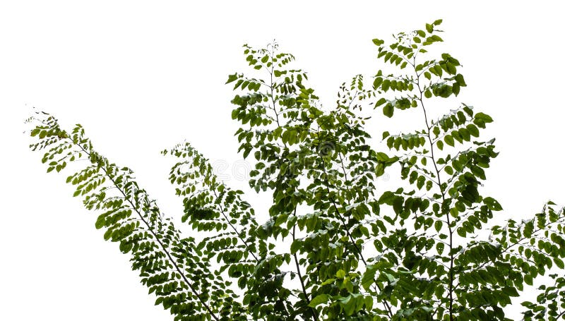 Many leaf at tree stock photo. Image of green, natural - 43506416