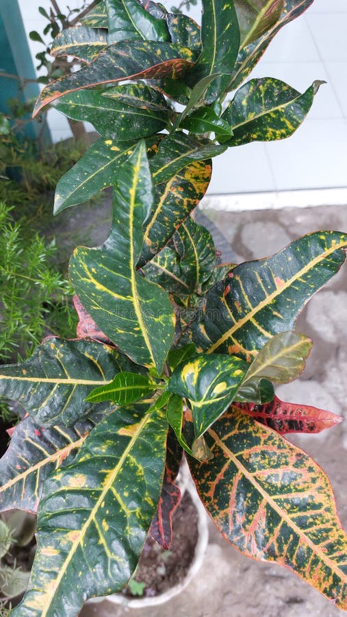 Many Leaves Colors in One Plant Stock Photo - Image of plant, colors ...