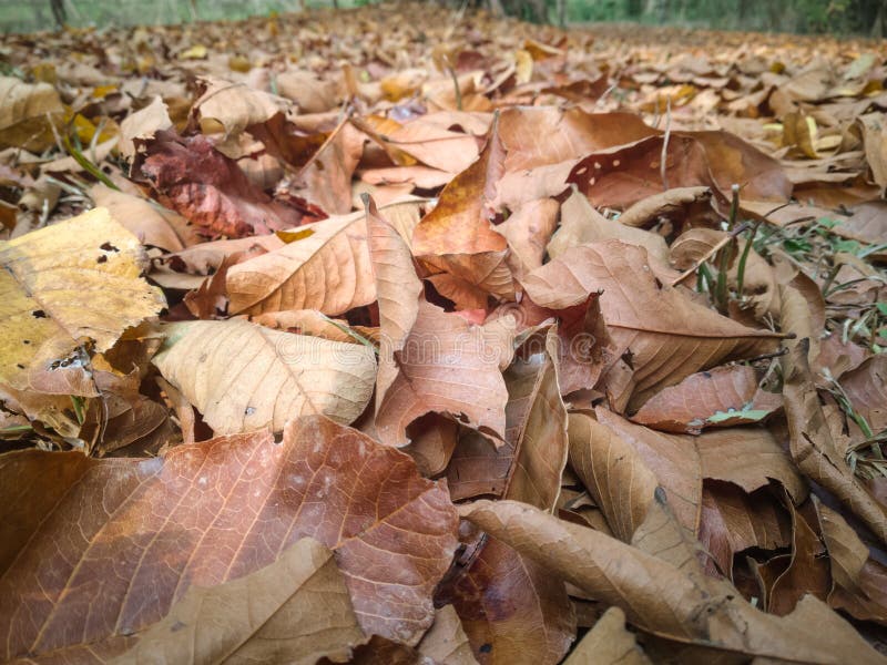 Many Leaves Fall from the Colorful Trees Stock Photo - Image of ground ...