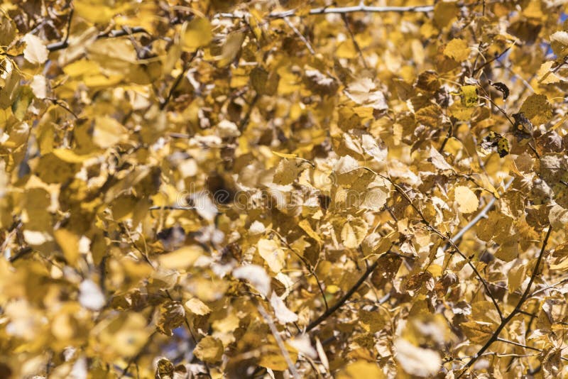 Many Leaves Full of Colors during Autumn Stock Photo - Image of ...