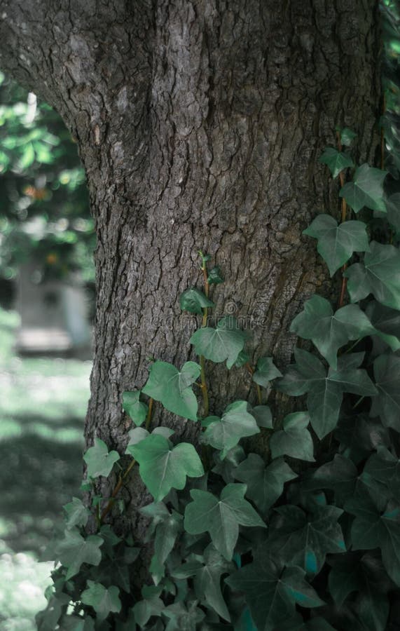 Leaves go up the tree stock photo. Image of beauty, wood - 121220590