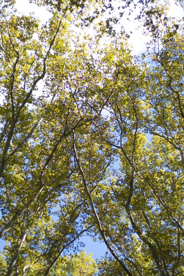 Many Leaves on High Up Tree Branches on a Blue Sky Stock Photo - Image ...