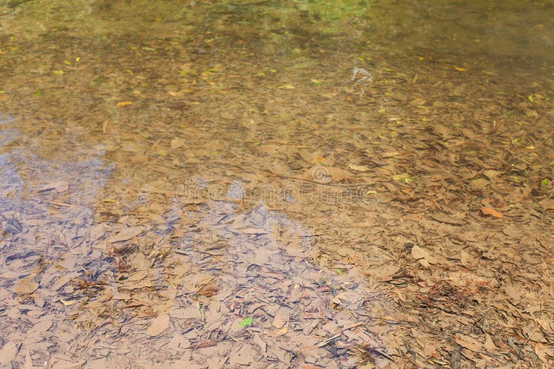 Leaves and Silt at the Bottom of the Stream Stock Image - Image of ...