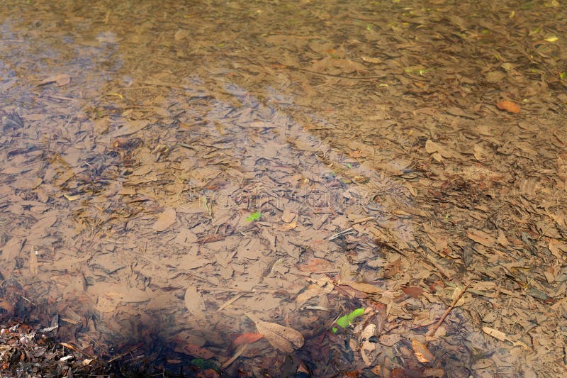 Leaves and Silt at the Bottom of the Stream Stock Photo - Image of ...