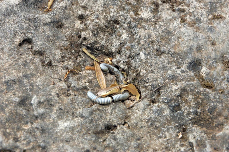 A Many-legged Crawling Insect Dead Stock Image - Image of soil, insect ...