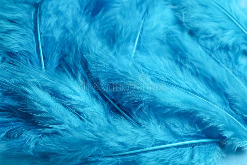 Many Light Blue Beautiful Feathers As Background, Closeup Stock Image ...